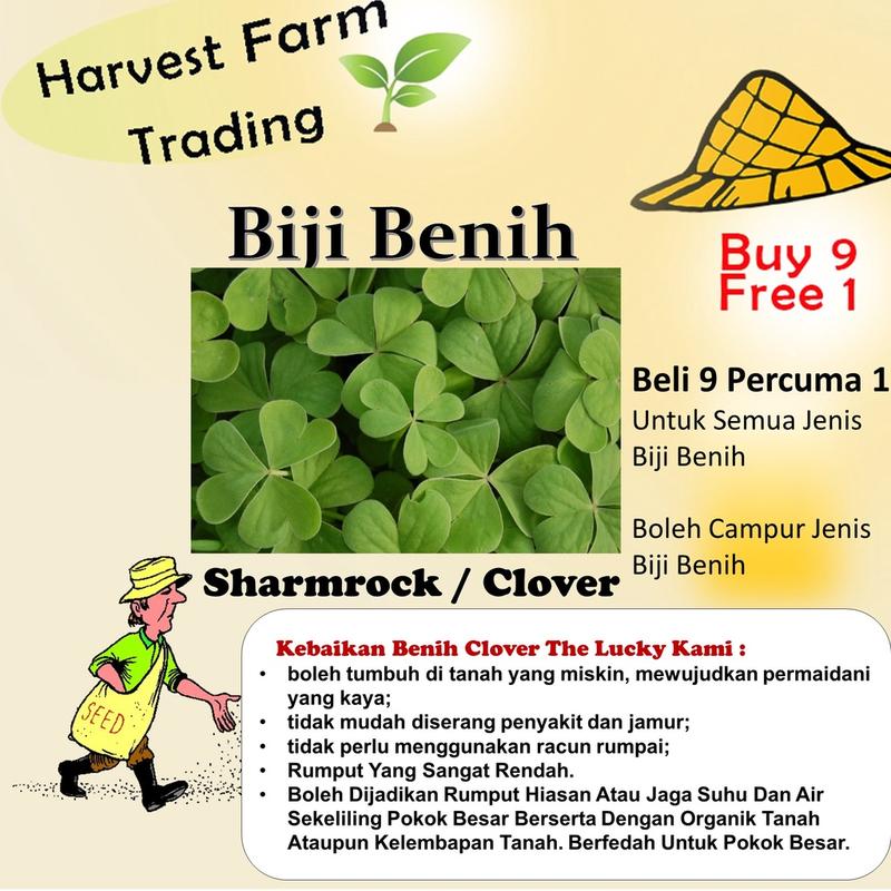 50Pcs Benih Sharmrock Clover seed benih semanggi Benih Rumput grass ...