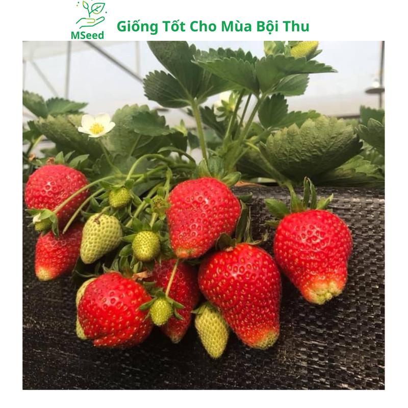 Hạt giống Dâu Tây chịu nhiệt quả To siêu trái - MSeed - TikTok Shop Vietnam