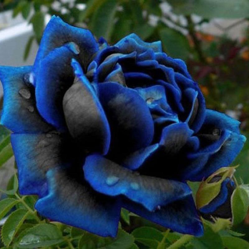 Benih Bunga Mawar Biru-Hitam, Ghostun, 50Pcs, Tumbuhan Bonsa - TikTok ...