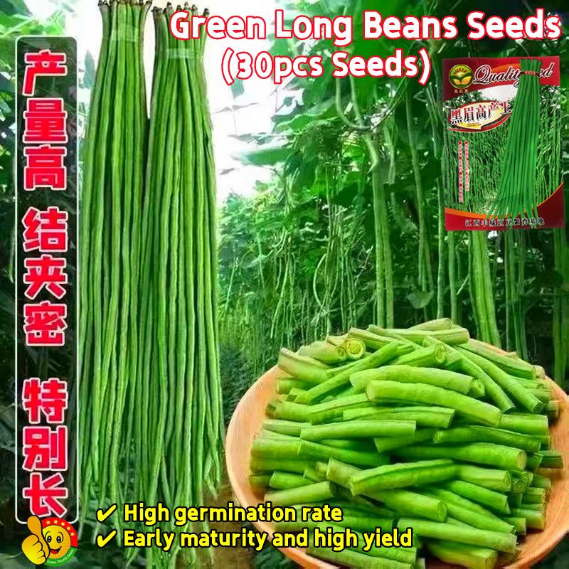 100% Original Cowpea Seed High Yield Green Long Beans Seeds for ...