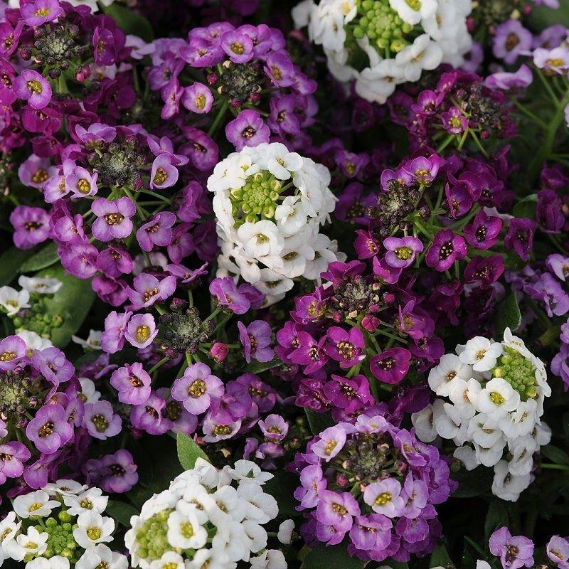 F24 50 pcs Biji benih Bunga Alyssum Easter - TikTok Shop Malaysia