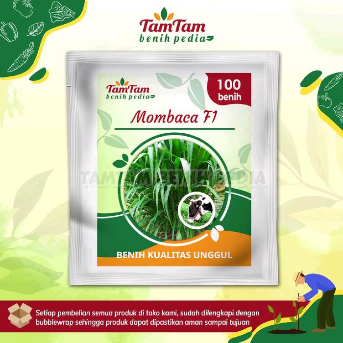 Promo Benih Rumput Mombaca F1 Asli (100 biji) - Pakan Ternak ...