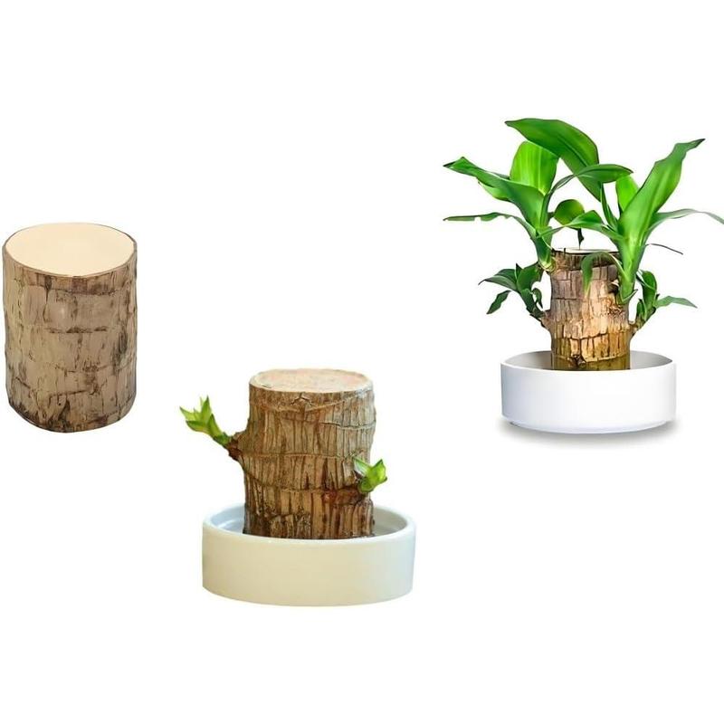 Brazilian Wood Plant,Mini Brazil Lucky Wood,Lucky Tree,with Ceramic ...