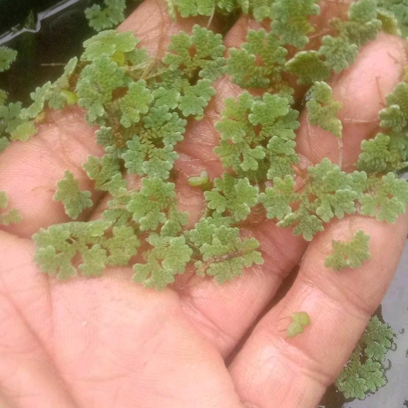 AZOLLA Floating Plants for Aquarium and Pond - 10oz Cup - 50 - TikTok ...