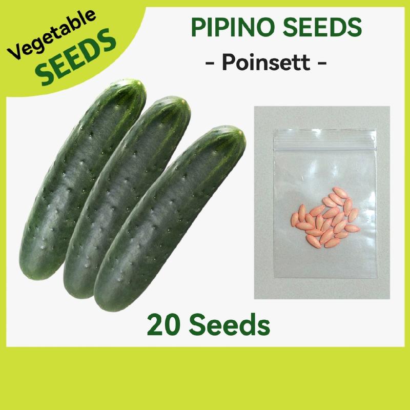 PIPINO GREEN SEEDS - POINSETT Variety - High Quality Vegetable - TikTok ...