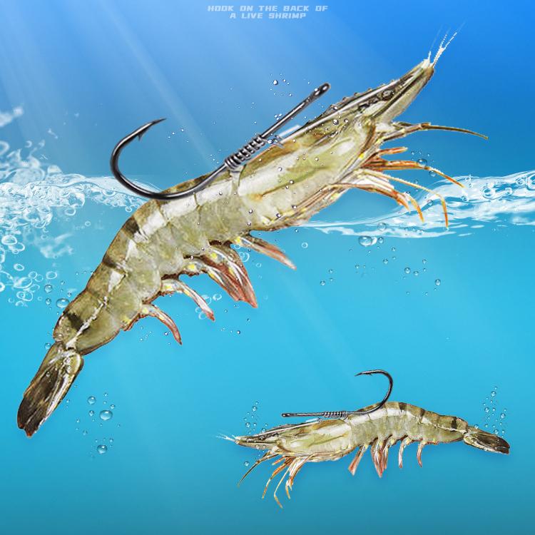 Air Masin, untuk Umpan Hidup, Pelantar Belut & Udang Musim Bunga Offset ...