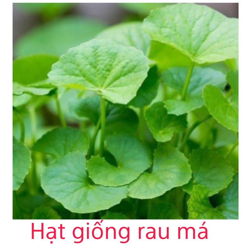 hạt giống rau má sinh trưởng khoẻ chống chịu sâu bệnh - TikTok Shop Vietnam