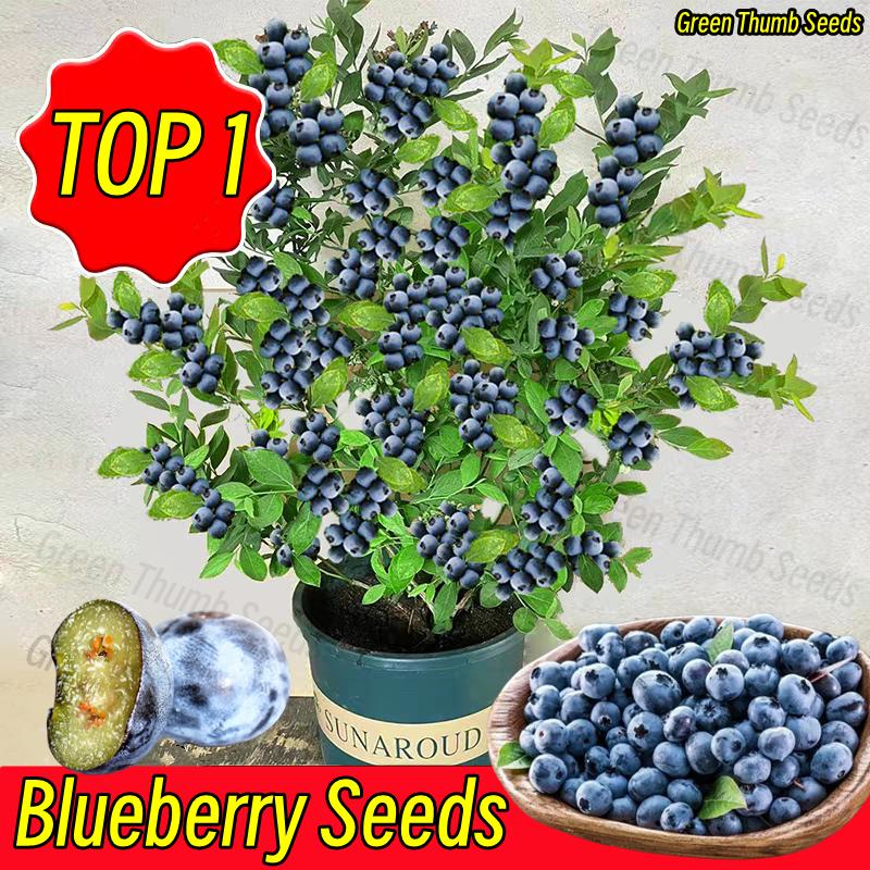 Bonsai Blueberry Seeds for Planting (30seeds）edible Dwarf Blueberry ...