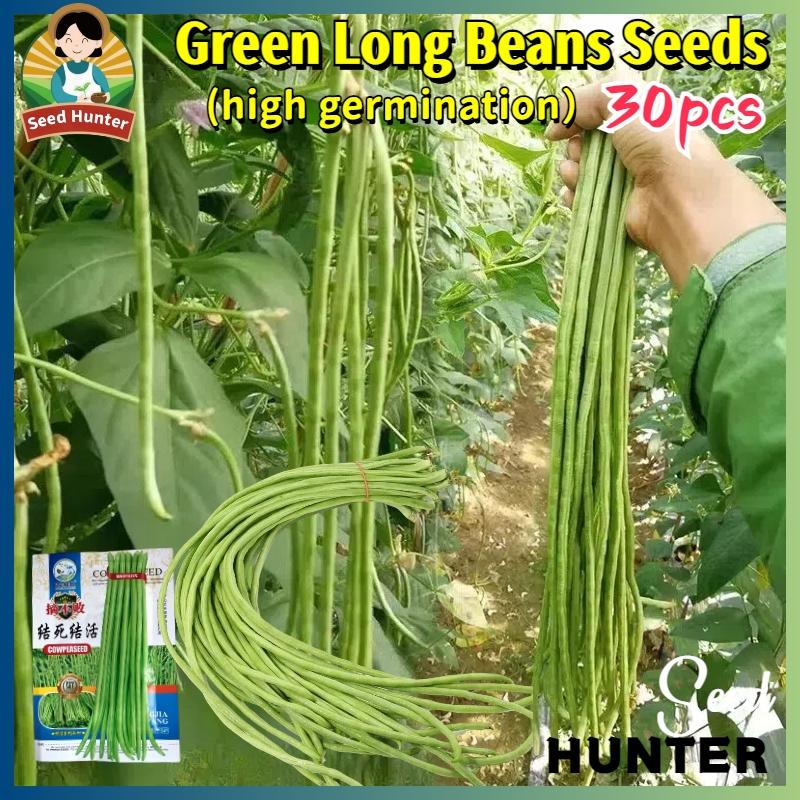 100% Legit 30pcs Fresh Green Long Beans Seeds for Planting Vegetables ...
