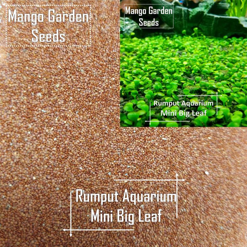 *Fast Germination* Aquarium Water Plant Seeds - 10g Biji Benih - TikTok ...