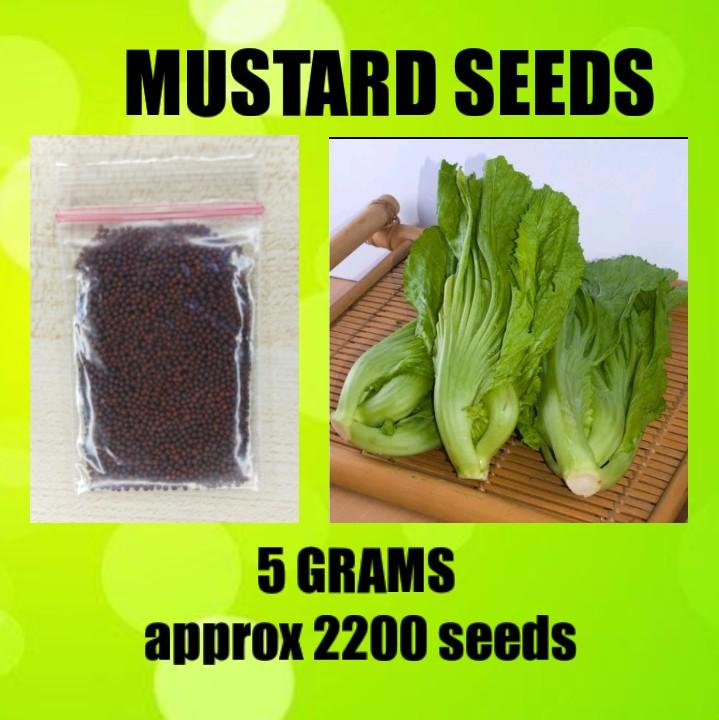 MUSTARD / MUSTASA SEEDS 5 GRAMS APPROX 2200 SEEDS - TikTok Shop Philippines