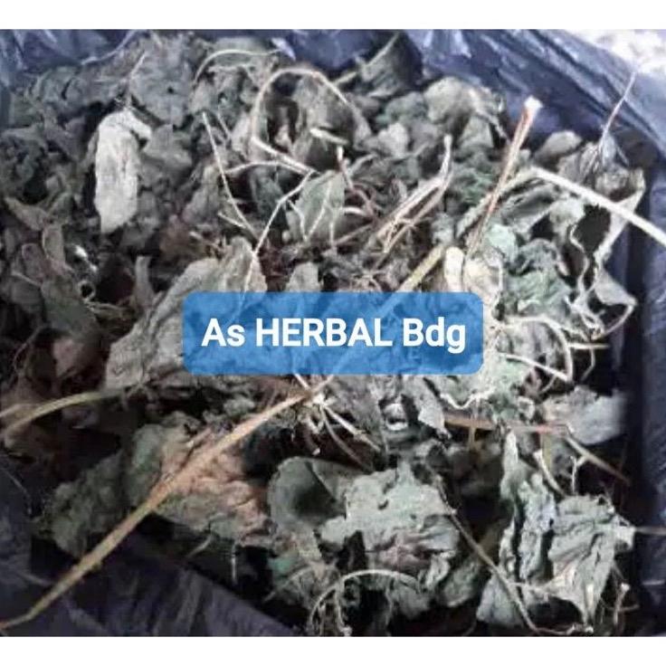Herbal daun sembung rambat kering 200 gram - Shop | Tokopedia