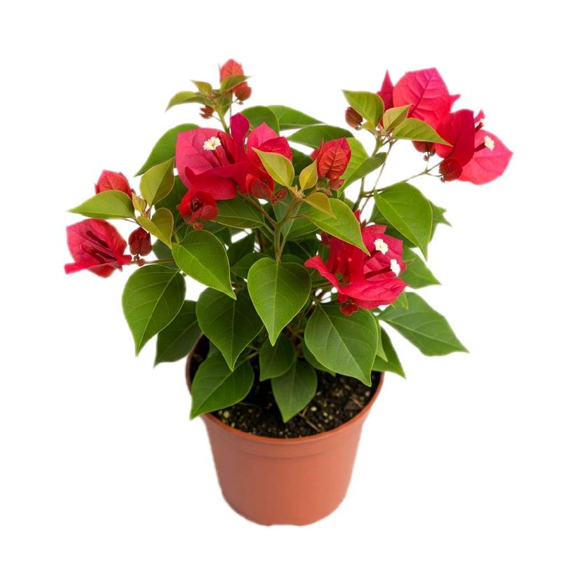 bibit bunga Bougenville merah ukuran 20-30cm bugenvil - Shop | Tokopedia