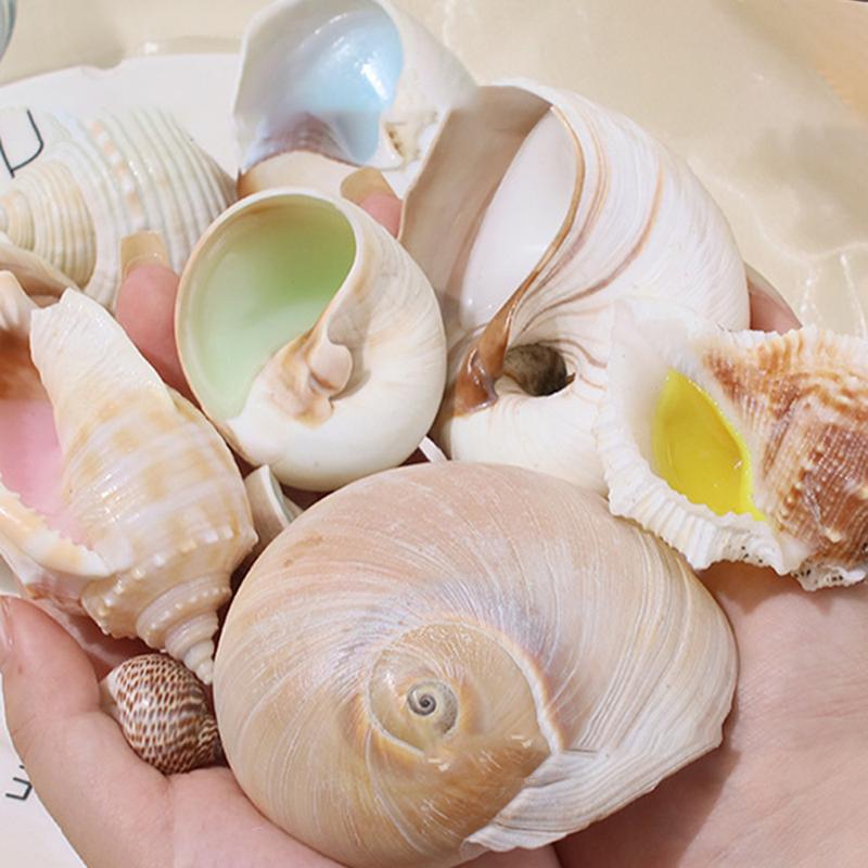 New Conch Squeeze Music Shell Squeeze Decompression Toy Creative ...