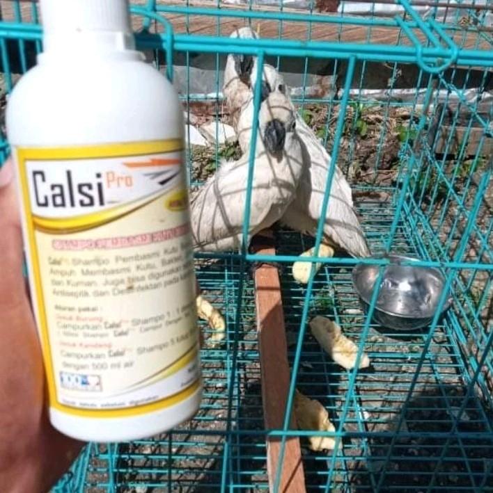 Shampo Calsipro Bebas Kutu Wangi - Shop | Tokopedia