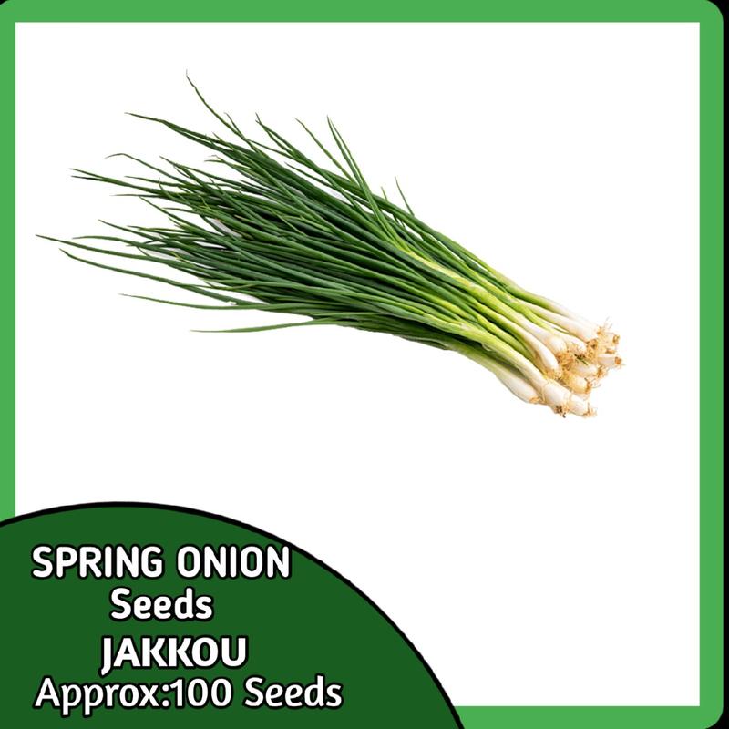 SPRING ONION/DAHON NG SIBUYAS Seeds HIGH QUALITY onion - TikTok Shop ...