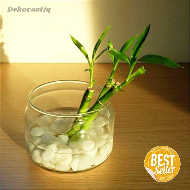 VAS BUNGA KACA MINIMALIS AESTHETIC / POT KACA HIDROPONIK TERARIUM ...