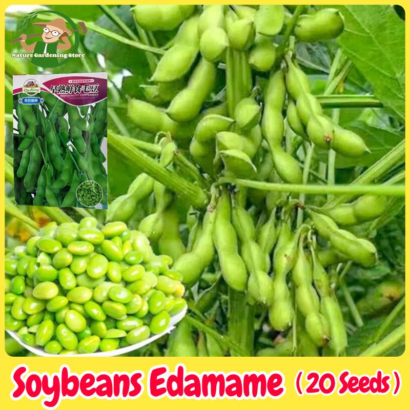 Fresh Organic Green Soybeans Seeds Edamame Seeds for Plantin - TikTok ...