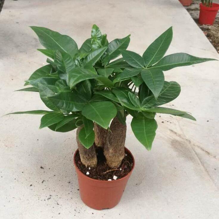 Money Tree Potted Plant Indoor Living Room Desktop Green Plant - TikTok ...
