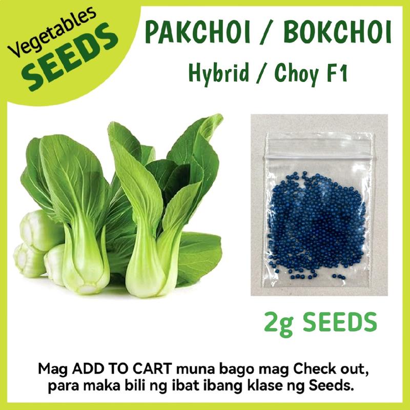 HYBRID PAKCHOI / BAKCHOI SEEDS - Choy F1 - TikTok Shop Philippines
