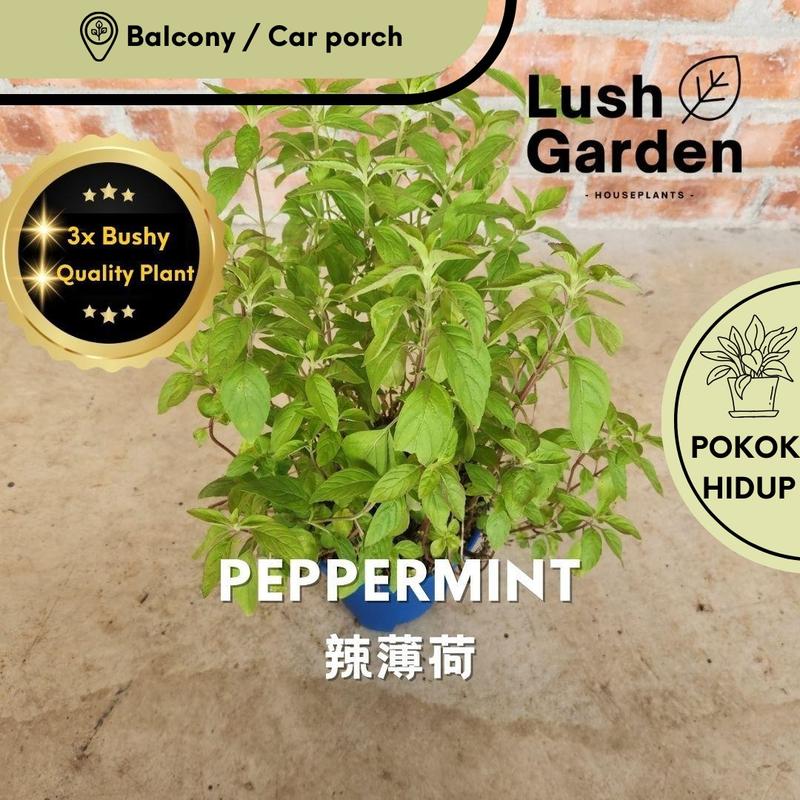 Peppermint / Pepper Mint / Anak Pokok Hidup Herb Herbs Live - TikTok ...