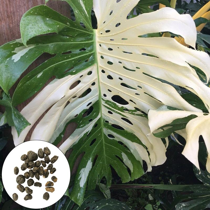Benih Monstera, Eatoid, 200Pcs, Produk Kecantikan, Ringan, Putih ...