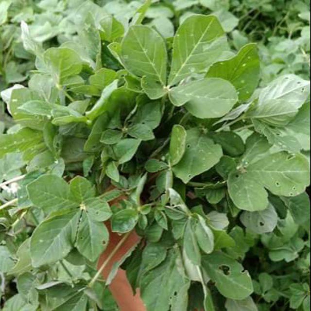 Benih sayuran Maman Hijau 100 GRAM Flower Garden Seeds Pokok - TikTok ...