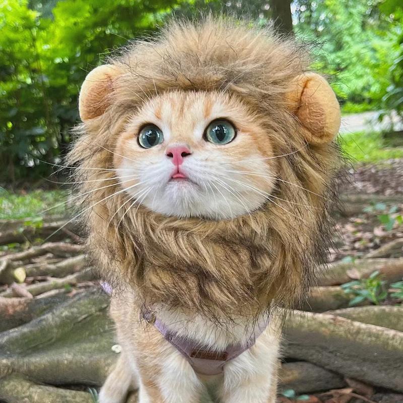 Rambut palsu kucing surai singa, topi comel, pakaian lucu untuk ...