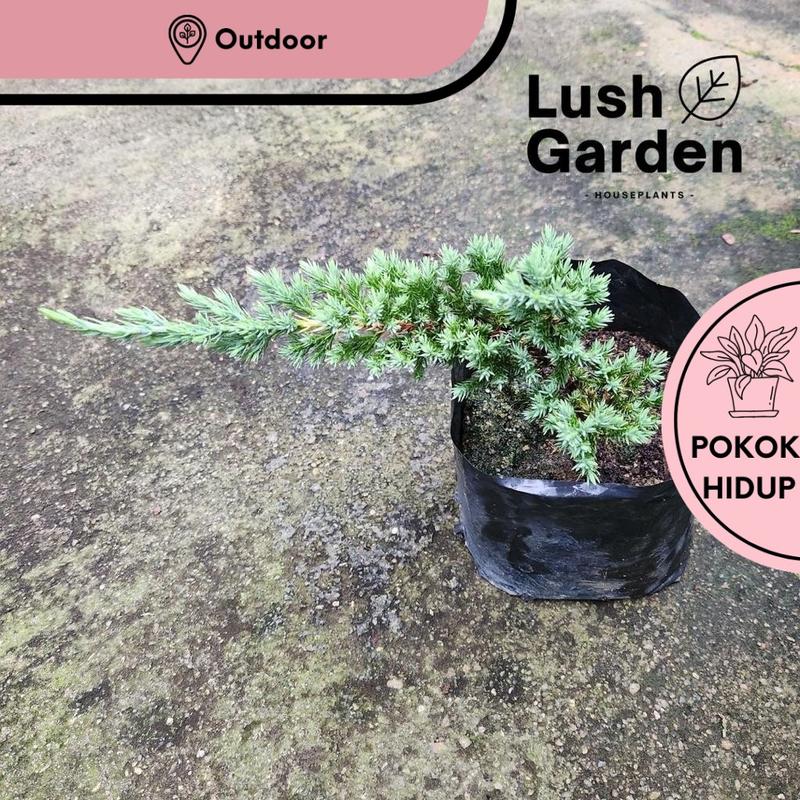 Sleeping Pine | Outdoor Live Plant Green Pokok Hiasan Hijau [Lush ...