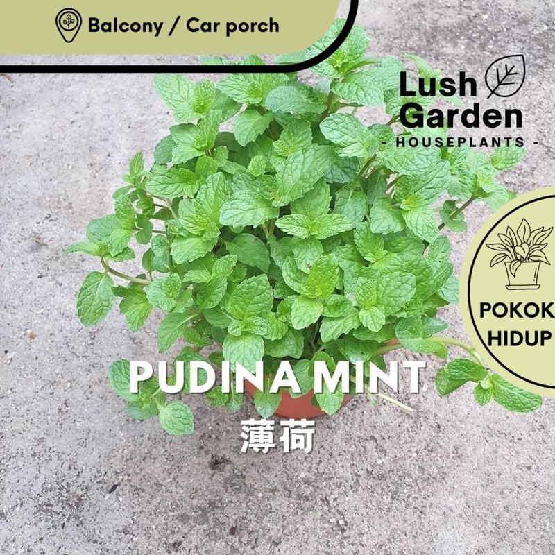 [Bushy] Pudina Mint 150mm Pot Herb Edible Live Plant [Lush Garden ...