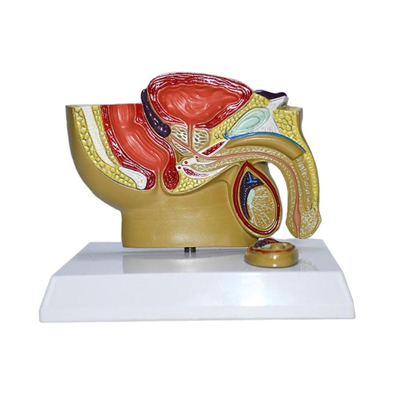 Male Reproductive System Model Male Genital System, Realisti - TikTok ...