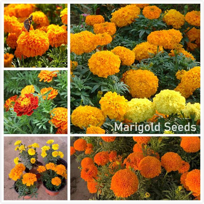 100pcs Mixed Colors Marigold Seeds Beautiful Flower Seeds Aromatic ...