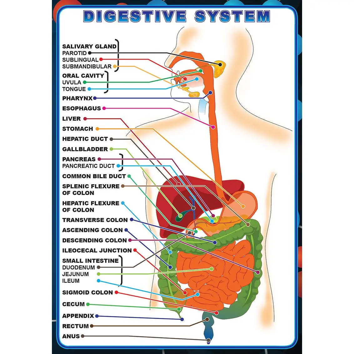 Digestive System Educational Chart - A4 Size Poster - Waterproof print ...