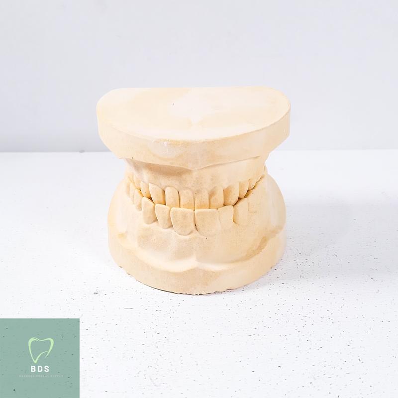 Dentulous Cast for Dentistry Student - TikTok Shop Philippines