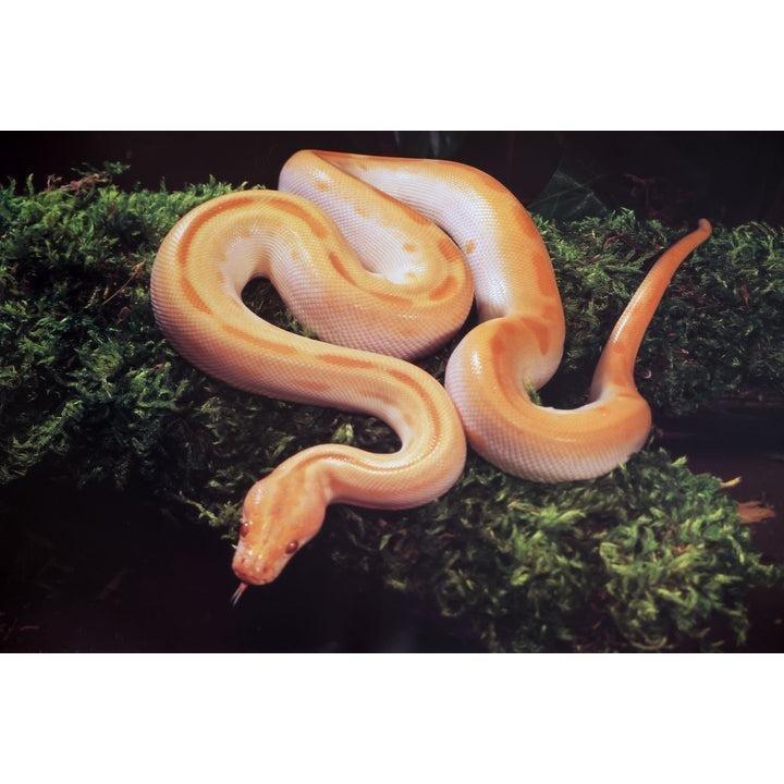 Albino Green Burmese Python Poster 17.5" x 24.5" - Prehistoric Artwork ...