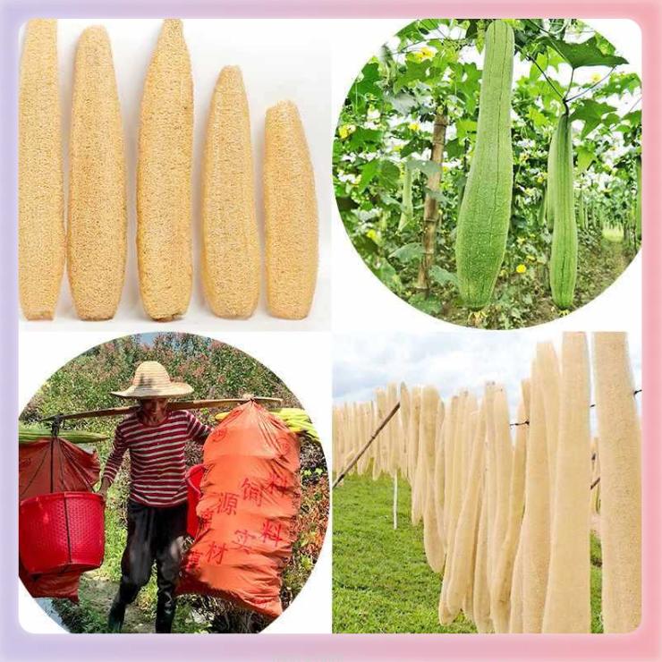 Lembaga semulajadi Natural Loofah Luffa Sponge Non-stick Lon - TikTok ...