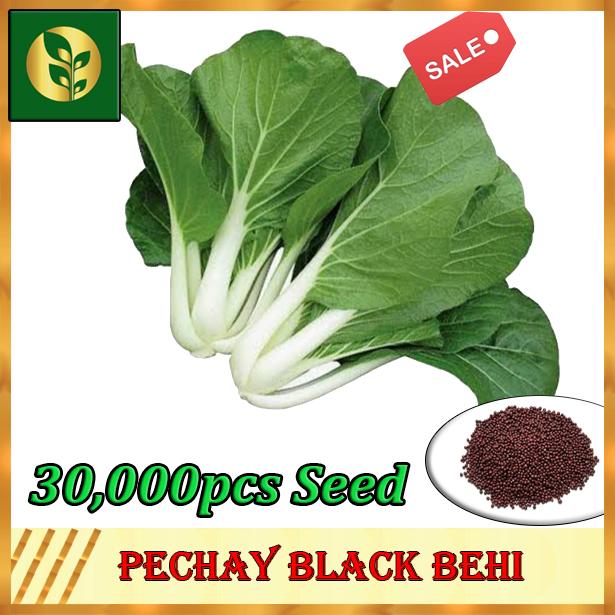 Pechay Seeds | Vegetables seeds | Golden Plant and Seed Store - TikTok ...