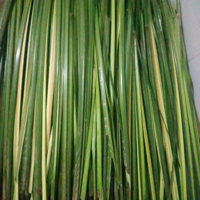 pucuk palas/daun ketupat Dapur - TikTok Shop Malaysia