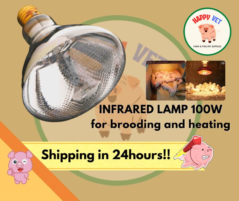 100w Incandescent Lamp Bulb for Livestock Piglet Poultry goa - TikTok ...