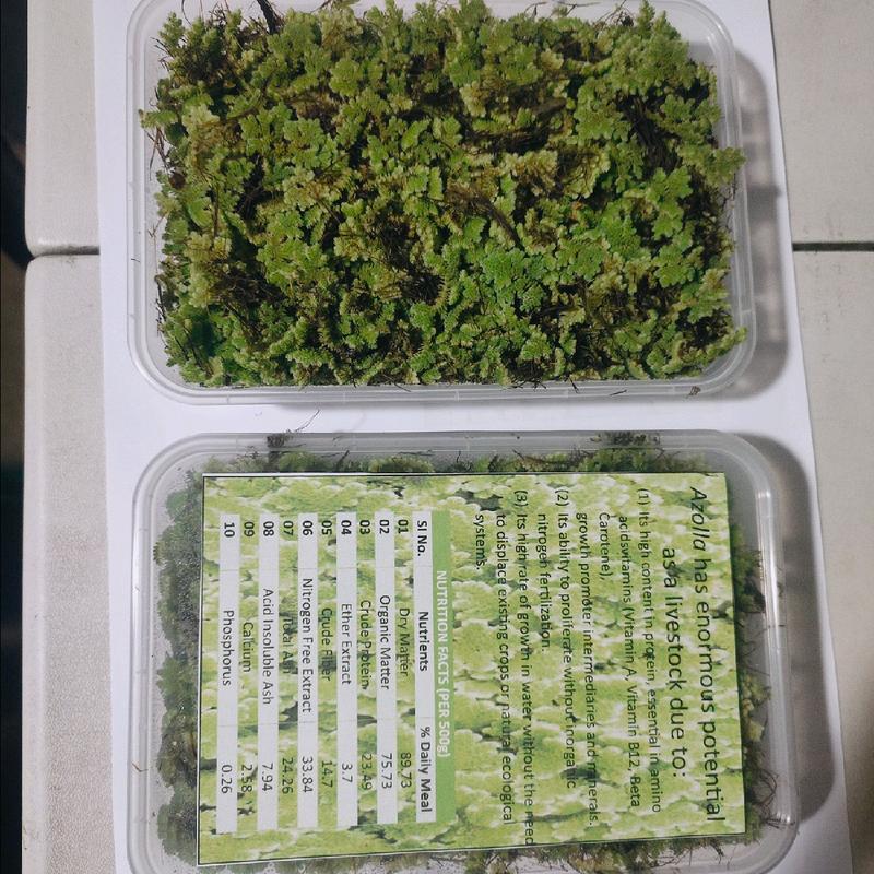 Azolla 500 ml tub container feeds - TikTok Shop Philippines