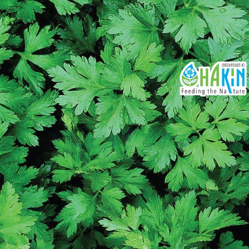 Benih Parsli - Parsley Seeds 0.4g | 1.7g | 5.8g - TikTok Shop Malaysia