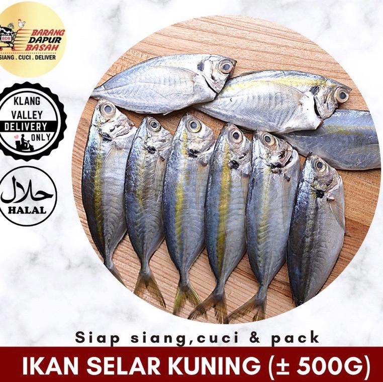 IKAN SELAR KUNING [SIAP SIANG DAN CUCI / DELIVERY 1 SEMENANJUNG ...
