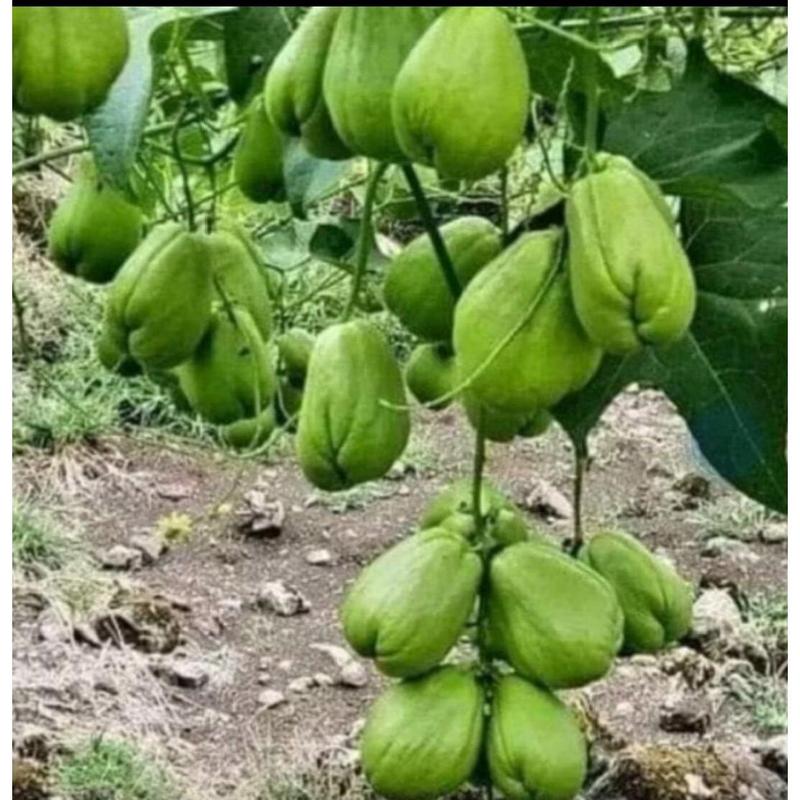 bibit labu siam buah lebat udah ber tunas siap tanam - Shop | Tokopedia