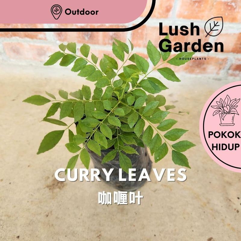 Curry Leaves / Pokok Daun Kari | Vegetable Herb Live Plant [Lush ...