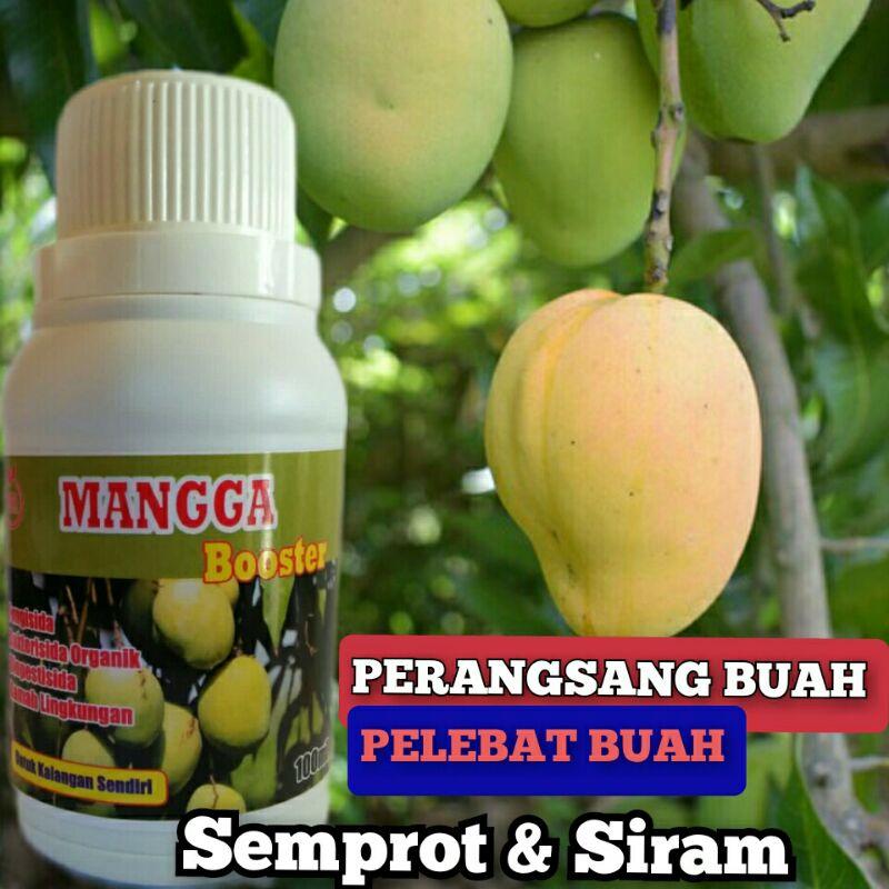 Pupuk Booster Mangga 100ml Pelebat Buah Perangsang Terbaik Semprot dan ...