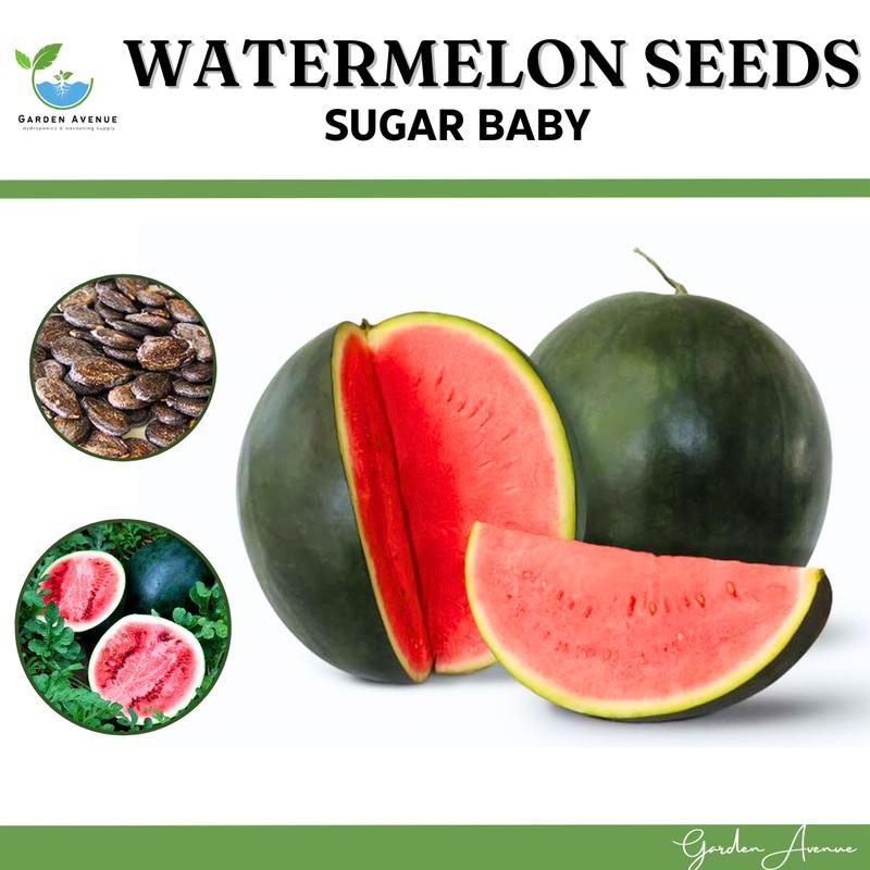 WATERMELON SEEDS (SUGAR BABY VARIETY) - EASY TO GROW/HIGH YIELD ...