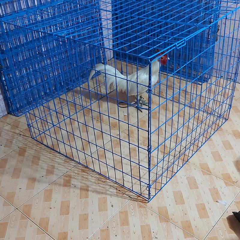 Light Duty Chicken Square Cage - 3x3x3 - TikTok Shop Philippines