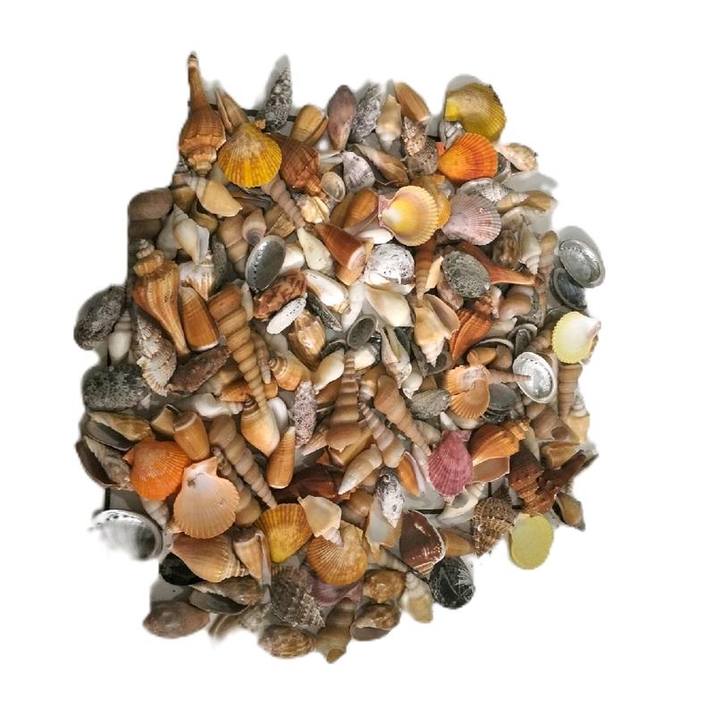 Mix medium shells 1kilo for crafting materials - TikTok Shop Philippines