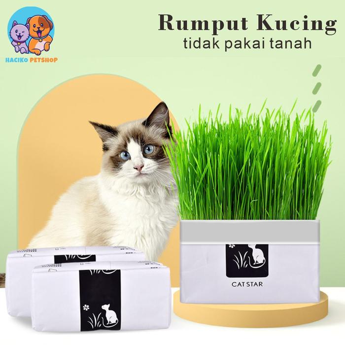 Jual [HACIKO PETSHOP] Rumput Kucing Paket Tumbuh Benih Gandum Premium ...