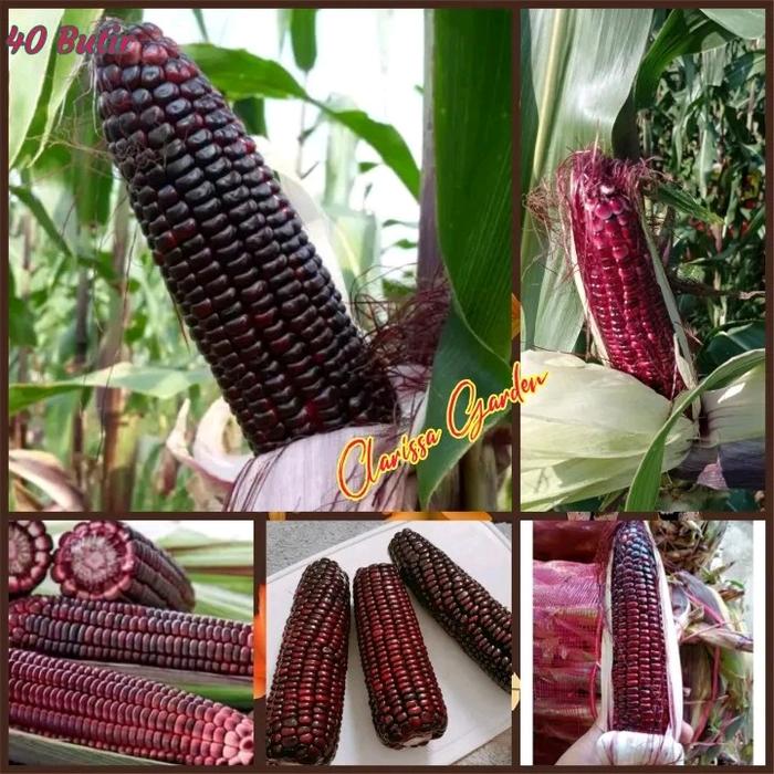 Promo BIJI | BENIH TANAMAN JAGUNG KETAN PULUT UNGU - 450 Butir - Kab ...